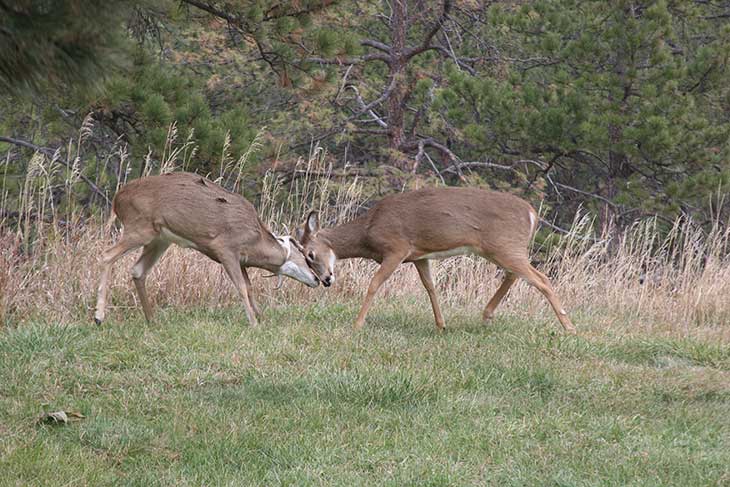 Rifle Shooting Positions: How To Shoot Accurately