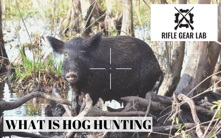 What is Hog Hunting: All You Need To Know to Hunt Boar