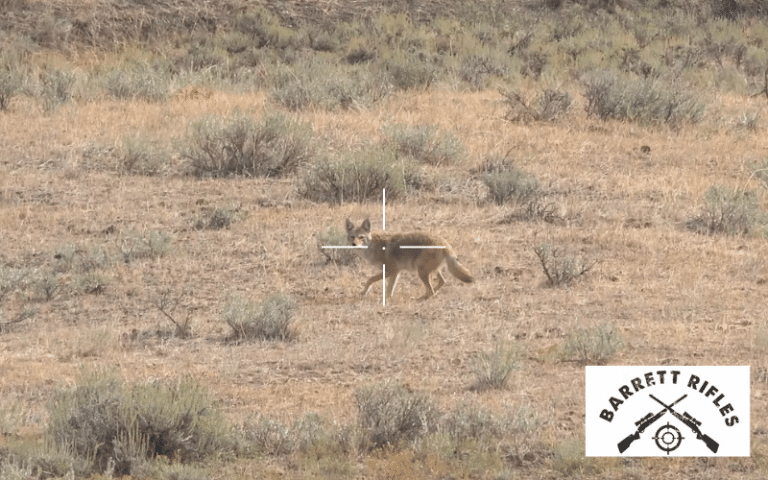 What Caliber To Use for Coyote Hunting [Rifle & Scopes]