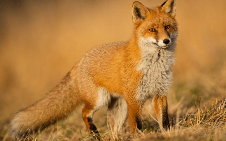 What Is a Varmint Rifle: Good Gun Calibers for Any Hunter