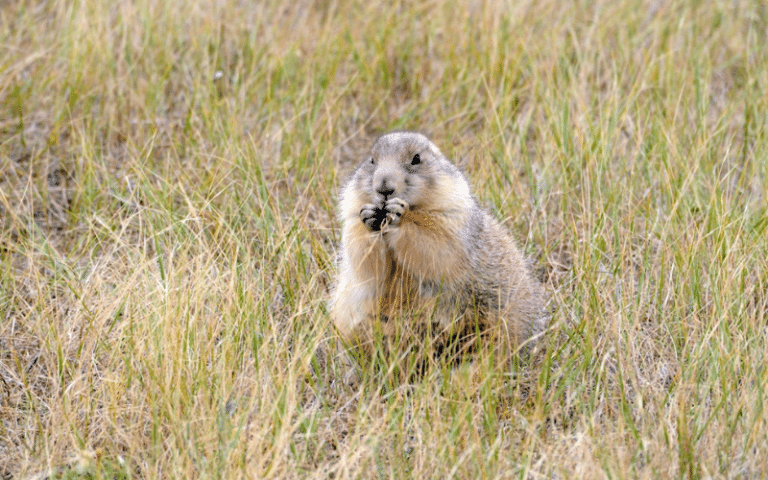 What Is a Varmint Rifle: Good Gun Calibers for Any Hunter